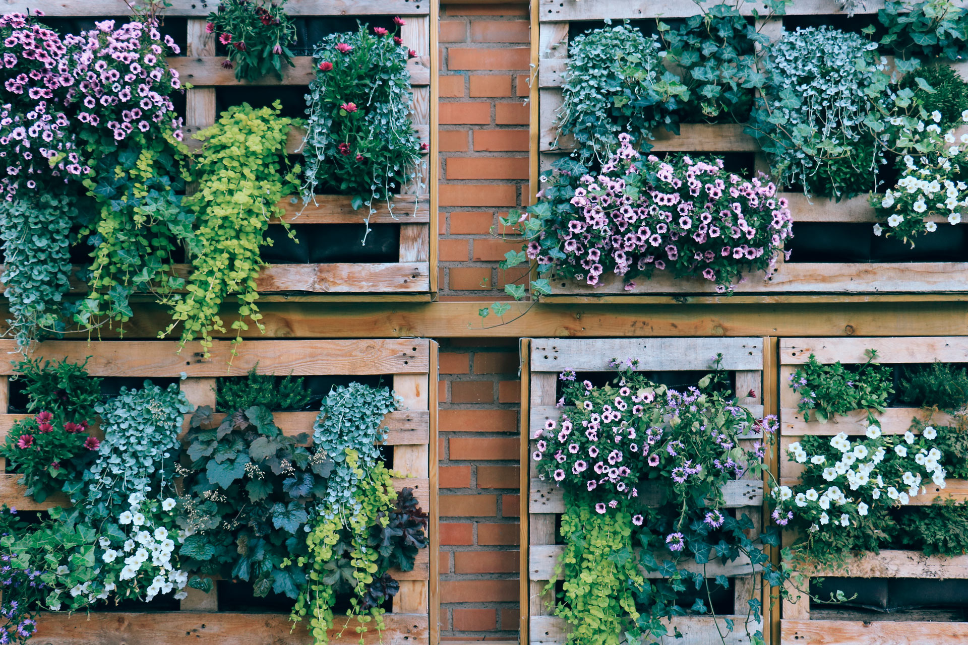 Qué son los jardines verticales y cómo hacer uno | Pibank